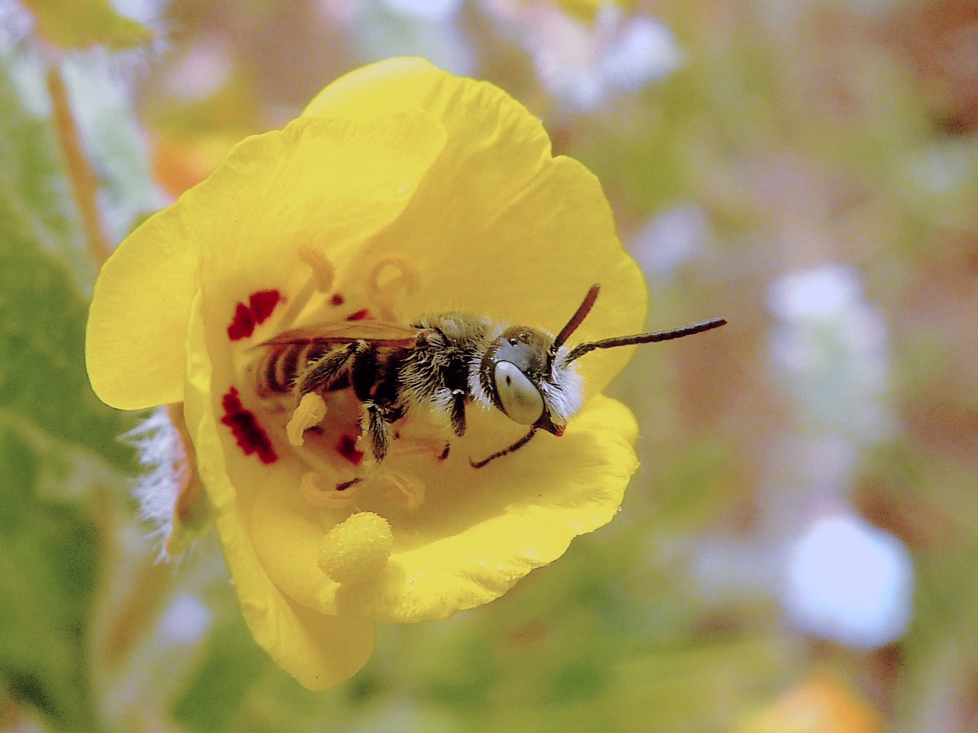 Bee Monitoring Project - Torrey Pines Docent Society