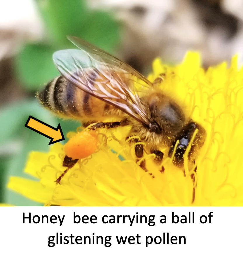 Step by Step Basic Protocol - Torrey Pines State Natural Reserve