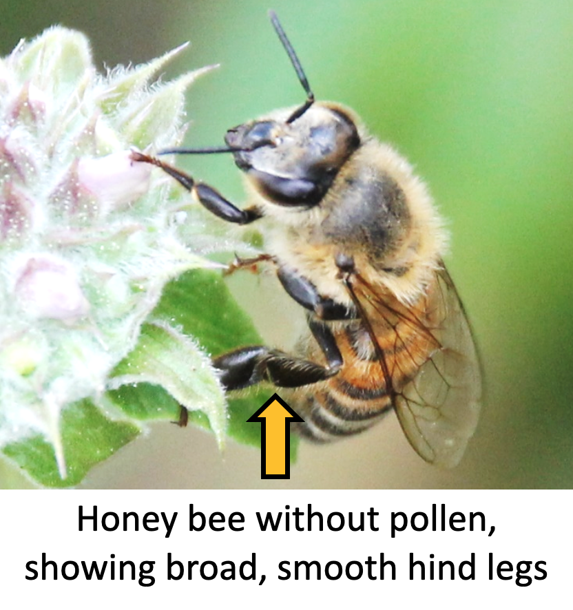 Step by Step Basic Protocol - Torrey Pines State Natural Reserve