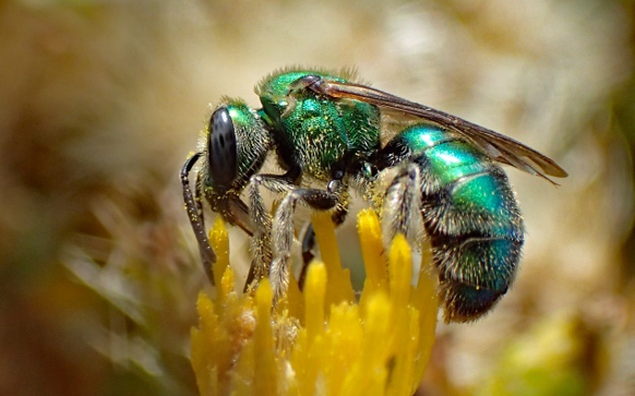 Bee Photography Tips - Torrey Pines State Natural Reserve