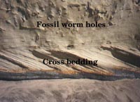 Delmar Formation - Torrey Pines State Natural Reserve