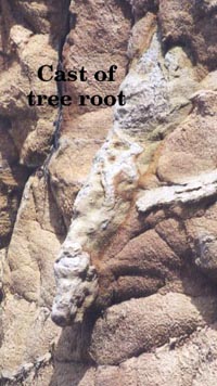 Fossils - Torrey Pines State Natural Reserve