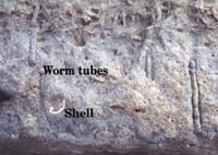 Fossils - Torrey Pines State Natural Reserve